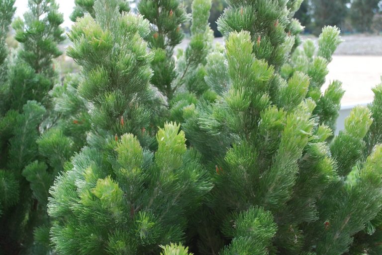 Adenanthos: A Comprehensive Guide to Cultivating This Exotic Beauty