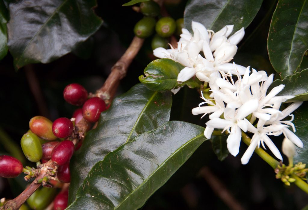How to Grow and Care for Coffea Plant: A Comprehensive Guide