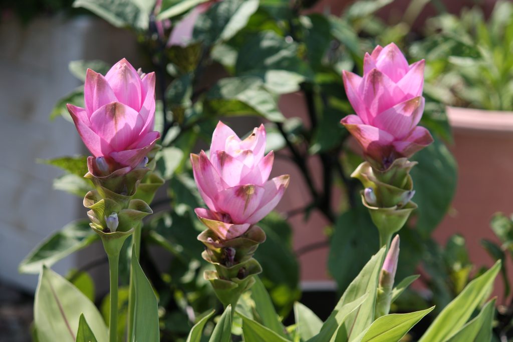 Curcuma Plant: A Comprehensive Guide to Growing and Caring