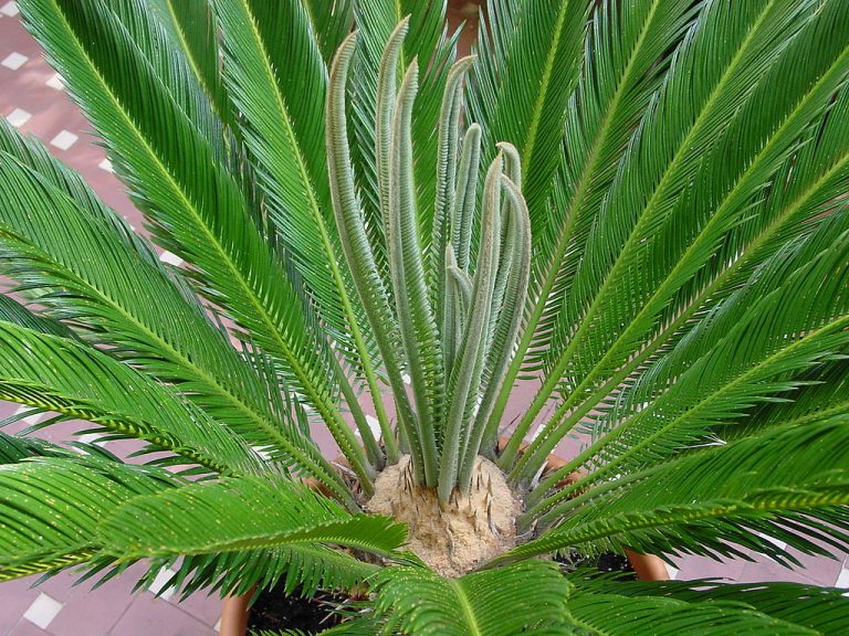 Cycas Plant Care Guide: Tips for Successful Growth