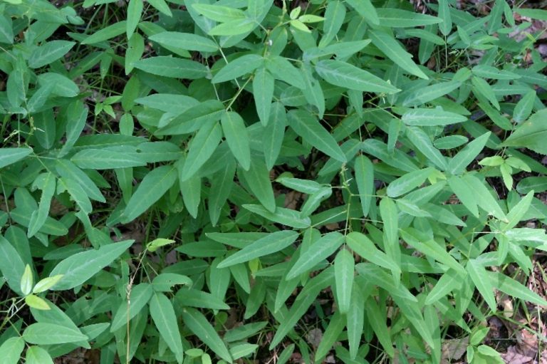 Desmodium Plant Care Guide: Tips and Growth Secrets