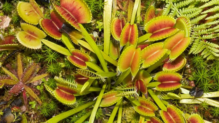 Ultimate Guide to Growing the Venus Flytrap: Care, Cultivation, and ...