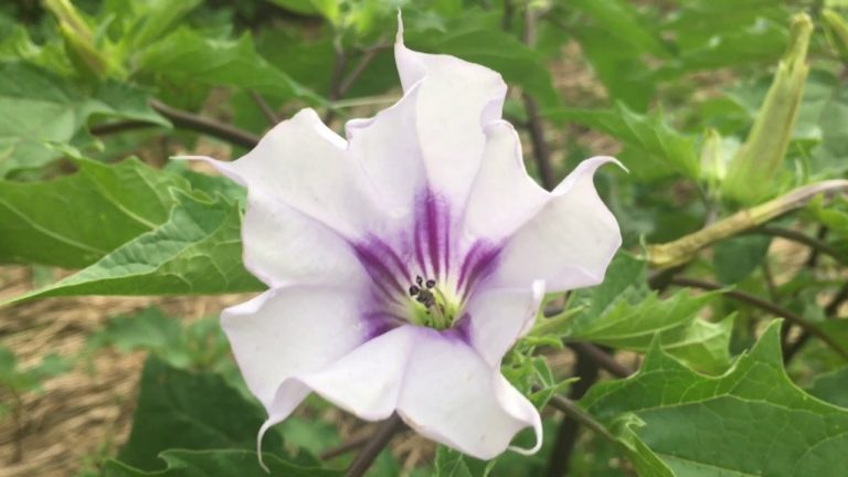 Datura Plant Care: A Comprehensive Guide to Cultivation and Maintenance