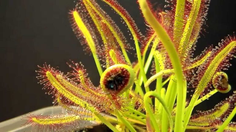 Drosera Plant Care Guide: Mastering the Art of Growing Sundews