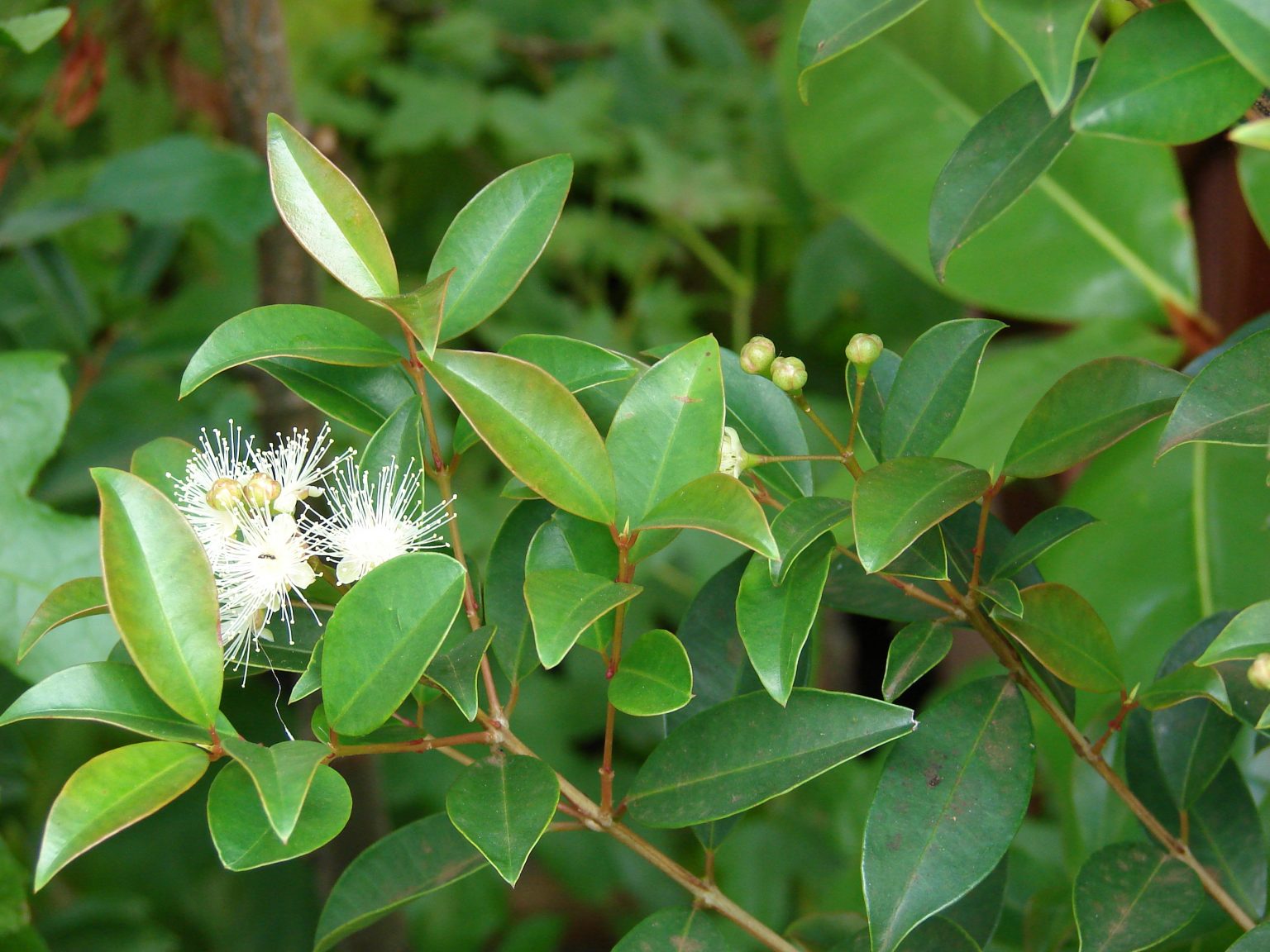 Mastering the Art of Growing Eugenia: Tips and Care Guide