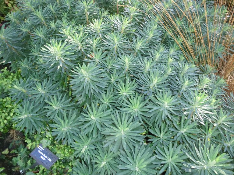 Euphorbia: Cura e Coltivazione Ottimale del Pianta Affascinante