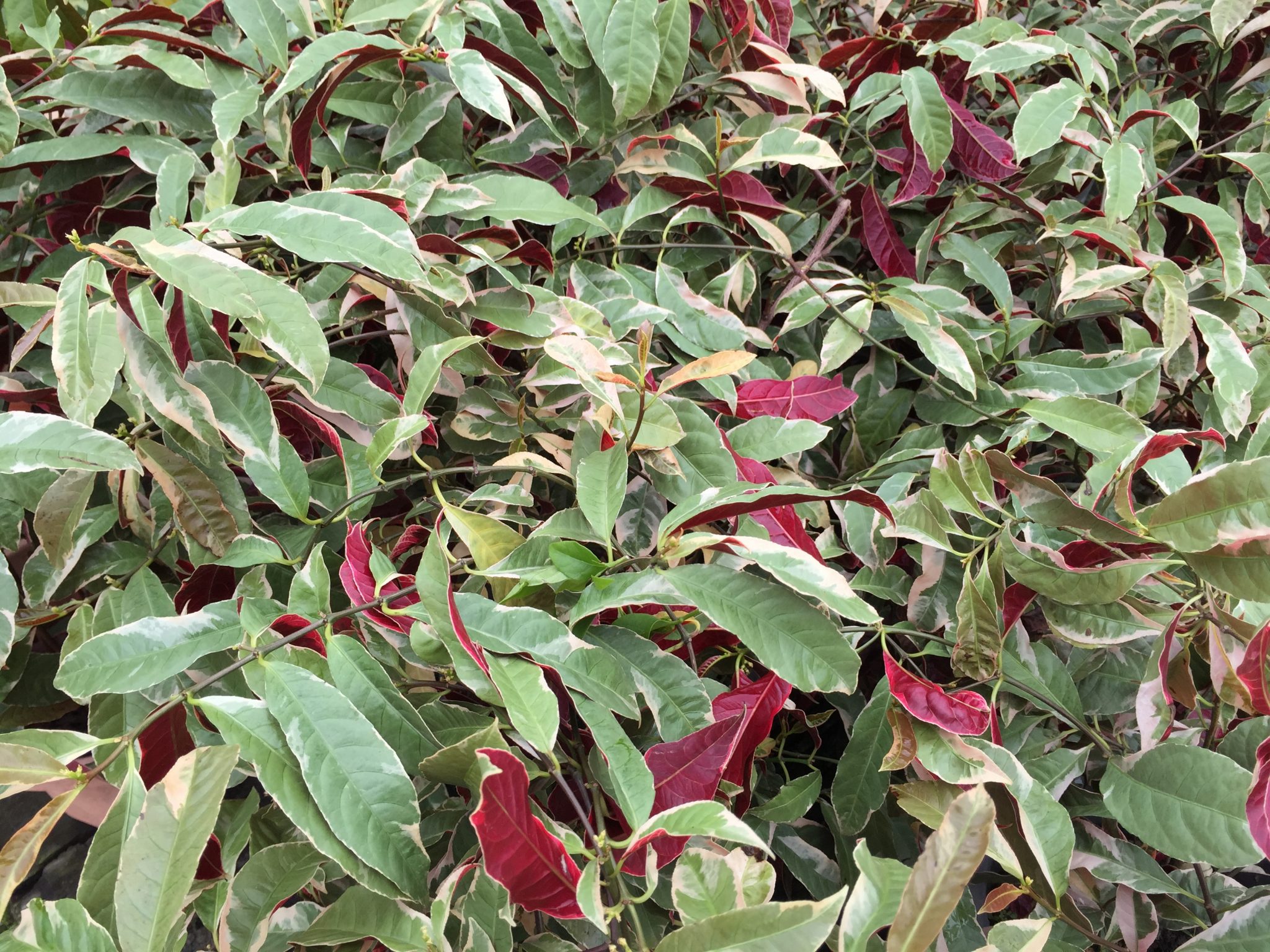 Excoecaria: A Guide to Growing and Caring for the "Chinese Croton"