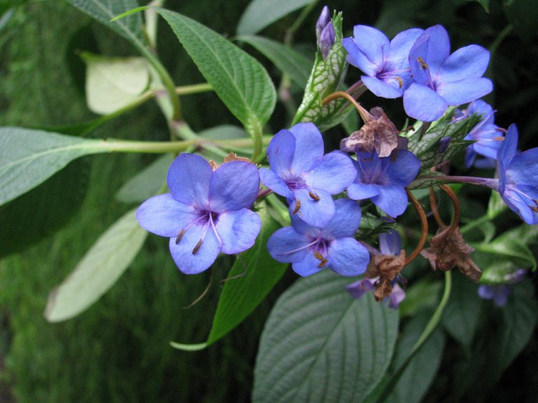 How to Grow and Care for Eranthemum: A Complete Guide