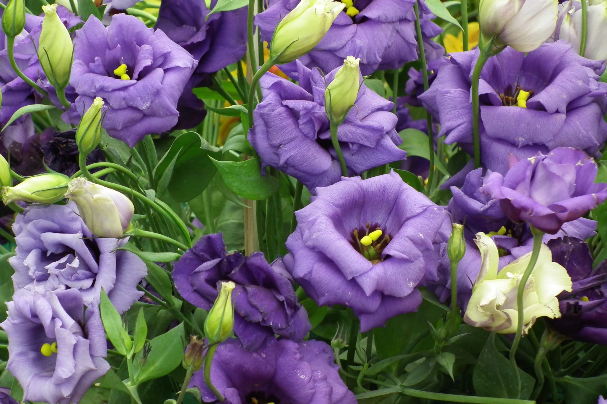 Comprehensive Guide to Growing Eustoma: Care Tips and Challenges