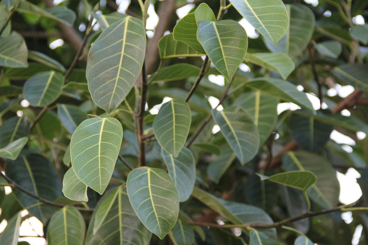Cuidados y Cultivo del Ficus Benghalensis: Guía Completa