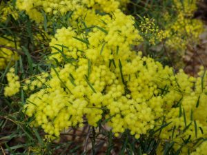 Acacia Plant Care: Complete Guide to Growing and Maintaining Acacia