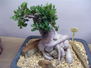Fockea Care Guide: Tips for Growing this Unique Succulent