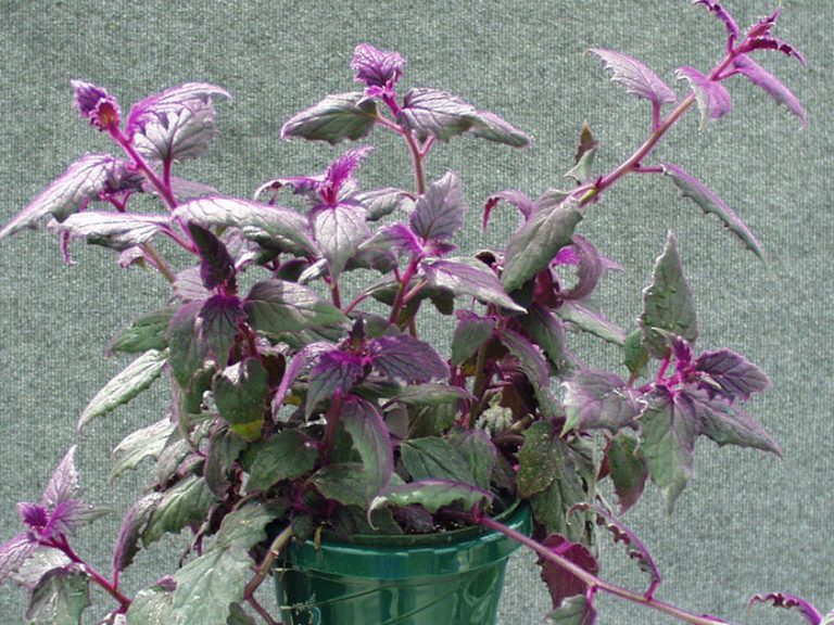 Gynura Plant Care Tips: Lighting, Watering, and More