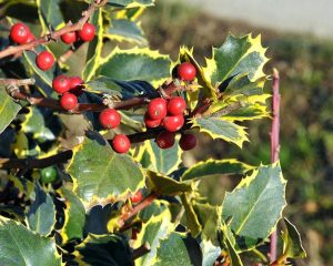 Ilex Plant Care Guide: Growth, Maintenance, and Tips