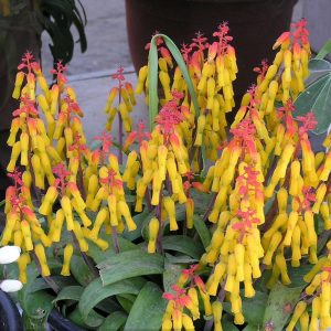Lachenalia: Care, Cultivation, and Tips for Growing This Stunning ...