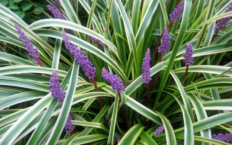 Liriope Plant Care Guide: Growing Tips and Maintenance