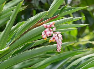How to Grow and Care for Alpinia: A Vibrant Plant from the Ginger Family