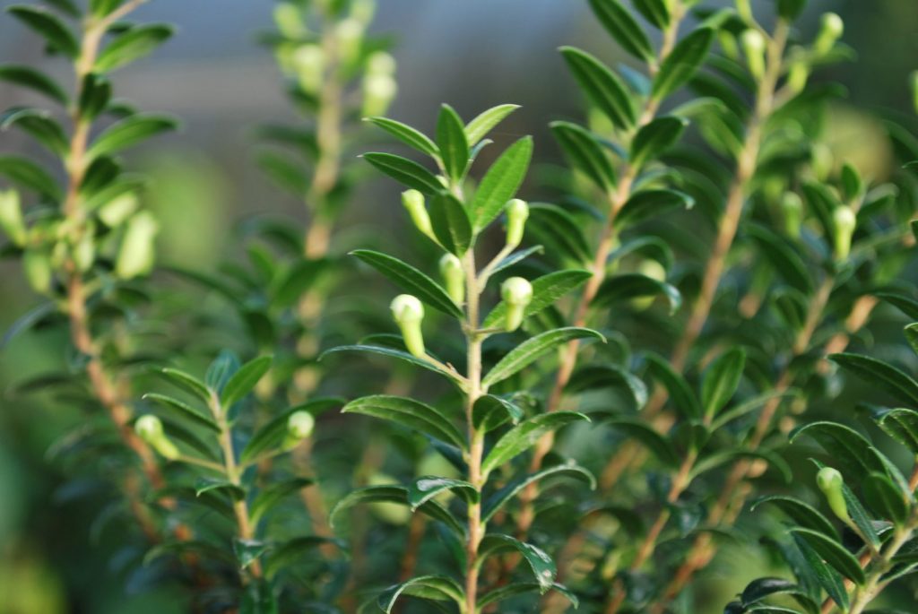 Cura e Coltivazione del Mirto: Guida Completa per il Tuo Spazio Verde