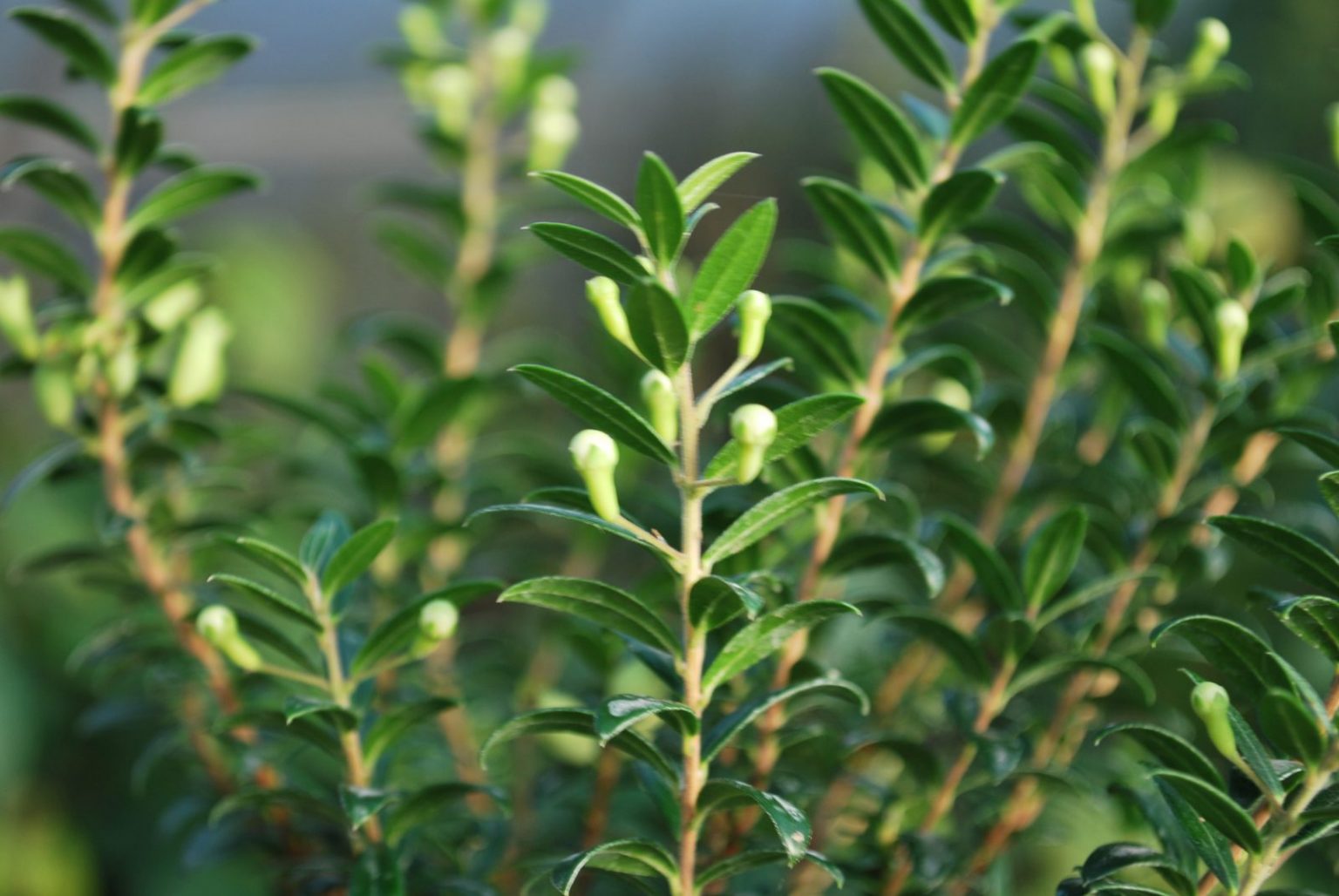 Cura e Coltivazione del Mirto: Guida Completa per il Tuo Spazio Verde