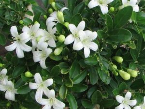 Murraya Plant Care Guide: Tips for Growing a Thriving Murraya Shrub