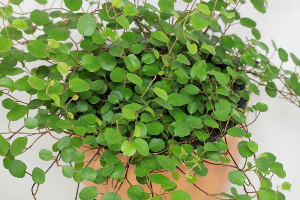 Cultivo y Cuidado del Bambú de Interior: Guía Completa