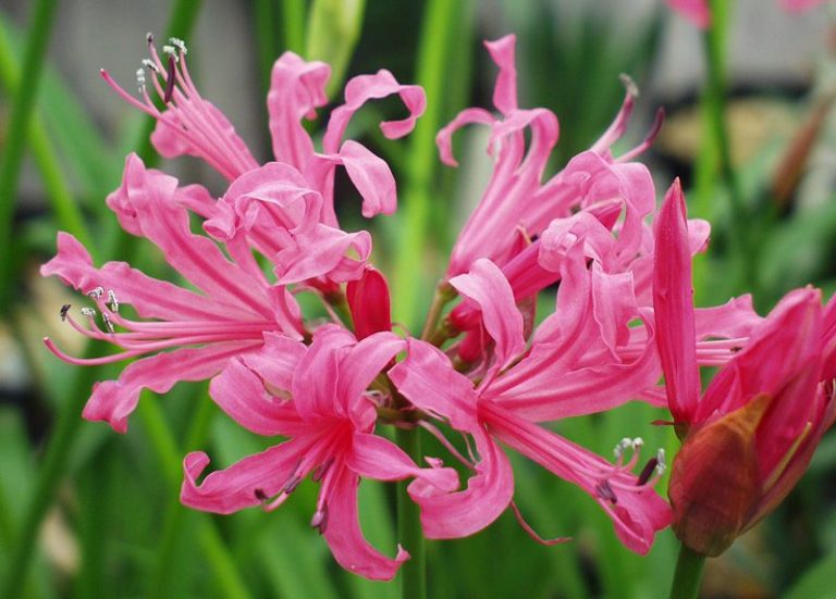 How to Care for Nerine Plants: A Comprehensive Guide for Lush Blooms