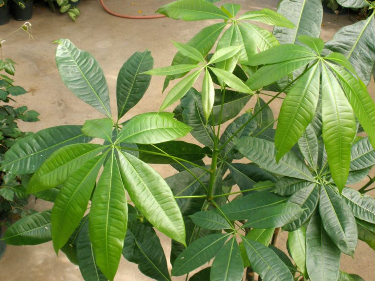 Pachira Care Guide: Cultivation and Maintenance of the Money Tree