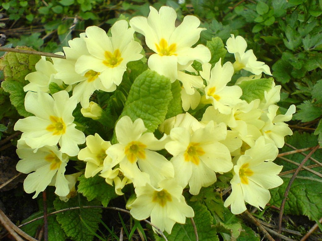 Growing and Caring for Primula: The Perfect Guide for Plant Lovers