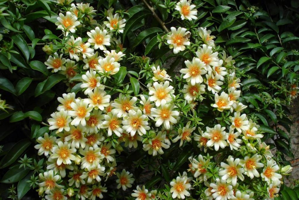 The Complete Guide to Growing Pereskia: A Unique Cactus Plant