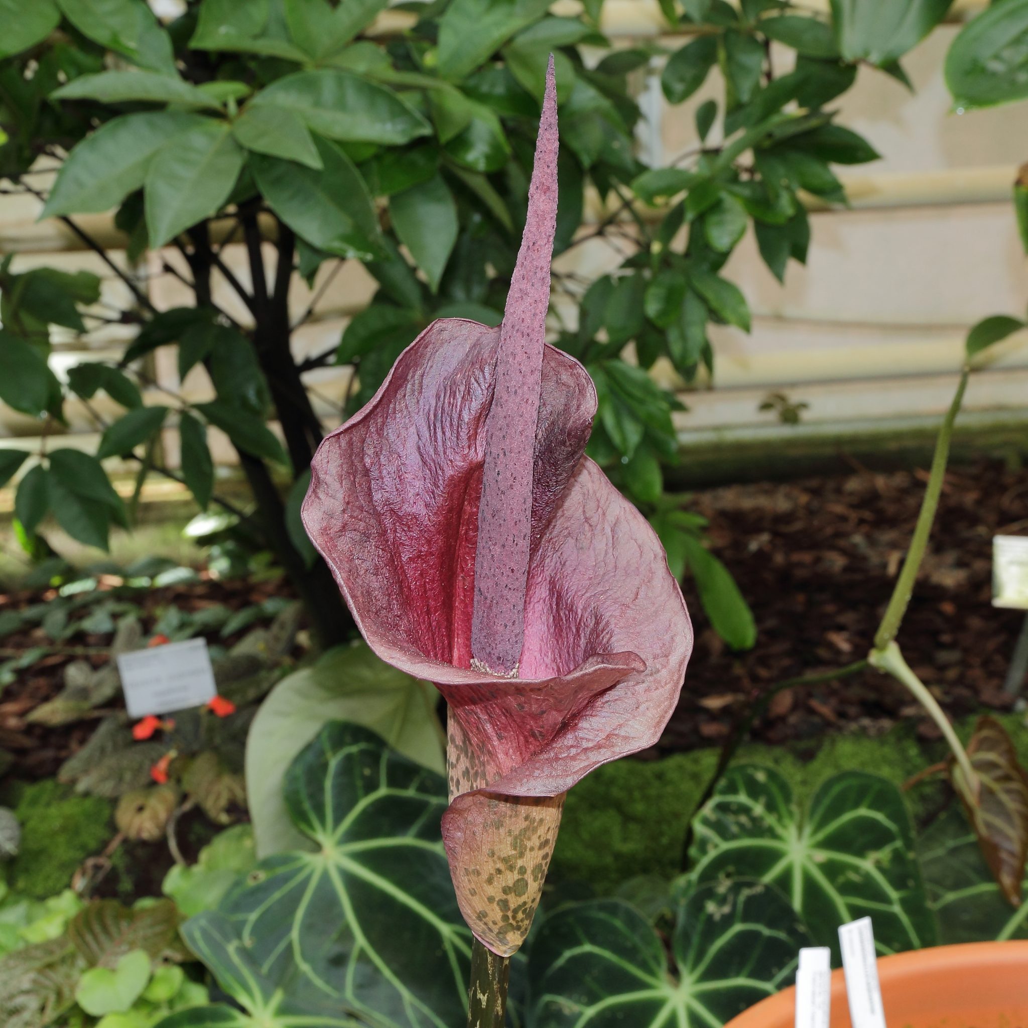 Amorphophallus Care Guide: Tips for Cultivating this Exotic East Asian ...