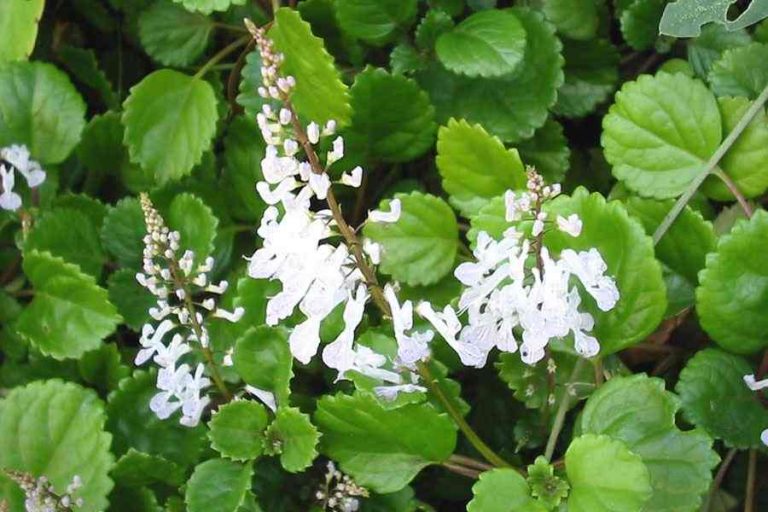 Plectranthus Care Guide: The Complete Guide for a Thriving Indoor Garden