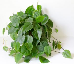 Cuidado del Filodendro: Guía Completa para el Cultivo en Casa