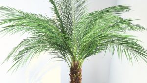 Ultimate Guide to Growing Phoenix Palm: Care, Benefits, and Maintenance