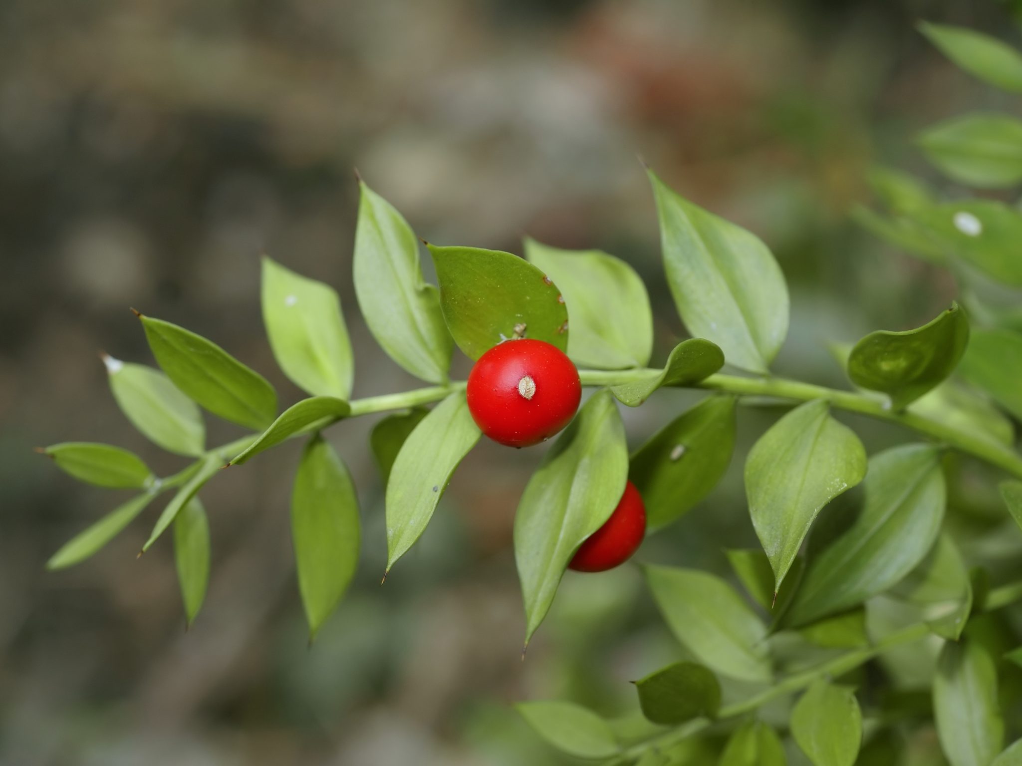 Discover the Resilient Ruscus: A Comprehensive Guide to Growing and ...