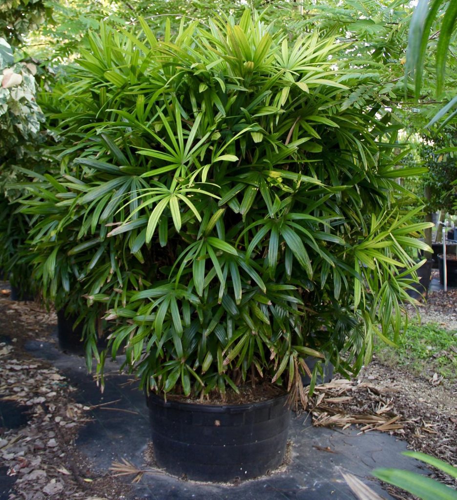 Rhapis Palm Care Guide: Origins, Cultivation, and Maintenance Tips