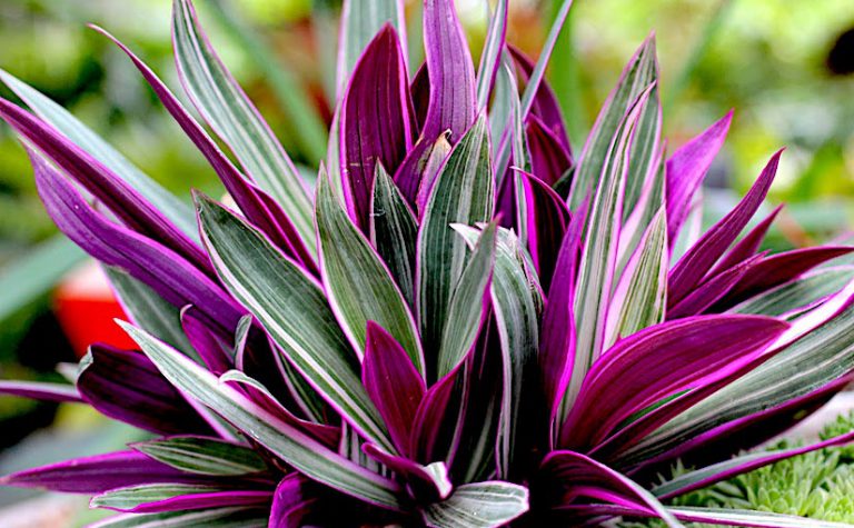 Essential Guide to Growing and Caring for Rhoeo Plant