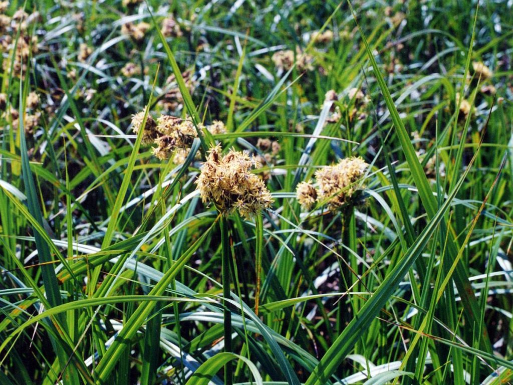 Scirpus Plant Care Guide: Tips for Growing and Maintaining Healthy Scirpus