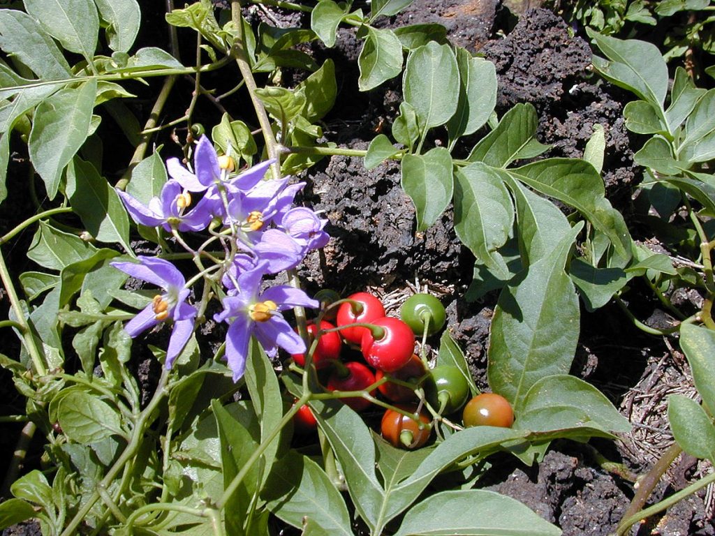 Solanum Plant Care: Essential Tips for Growing a Vibrant Bush from the ...