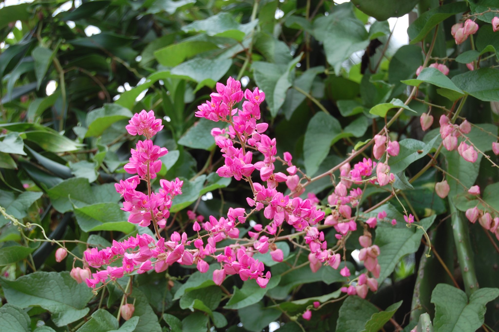 Antigonon Leptopus: The Liana of Love - A Comprehensive Guide