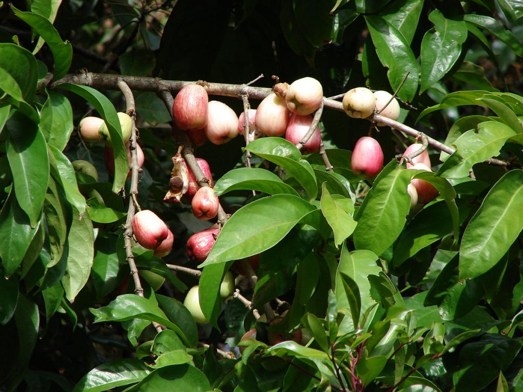 Comprehensive Guide to Growing and Caring for Syzygium: The Versatile ...