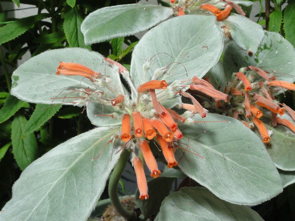 Complete Guide to Growing Sinningia: Care Tips and Best Practices