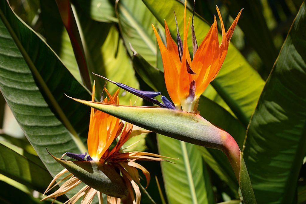 Strelitzia Care Guide: Ensure Stunning Blooms with Easy Cultivation