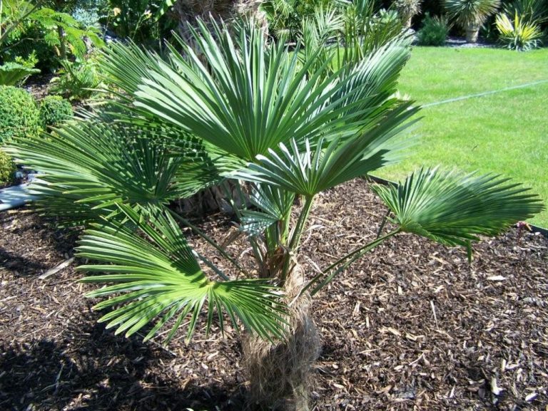 Trachycarpus Palm: A Comprehensive Guide to Growing and Caring for Your ...