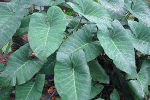 How to Grow and Care for Xanthosoma: A Comprehensive Guide