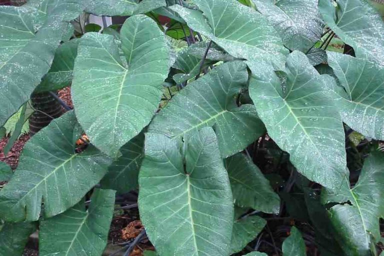 How to Grow and Care for Xanthosoma: A Comprehensive Guide