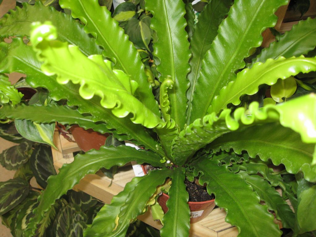 Care Guide for Asplenium: The Essential Tips for Growing a Beautiful Fern