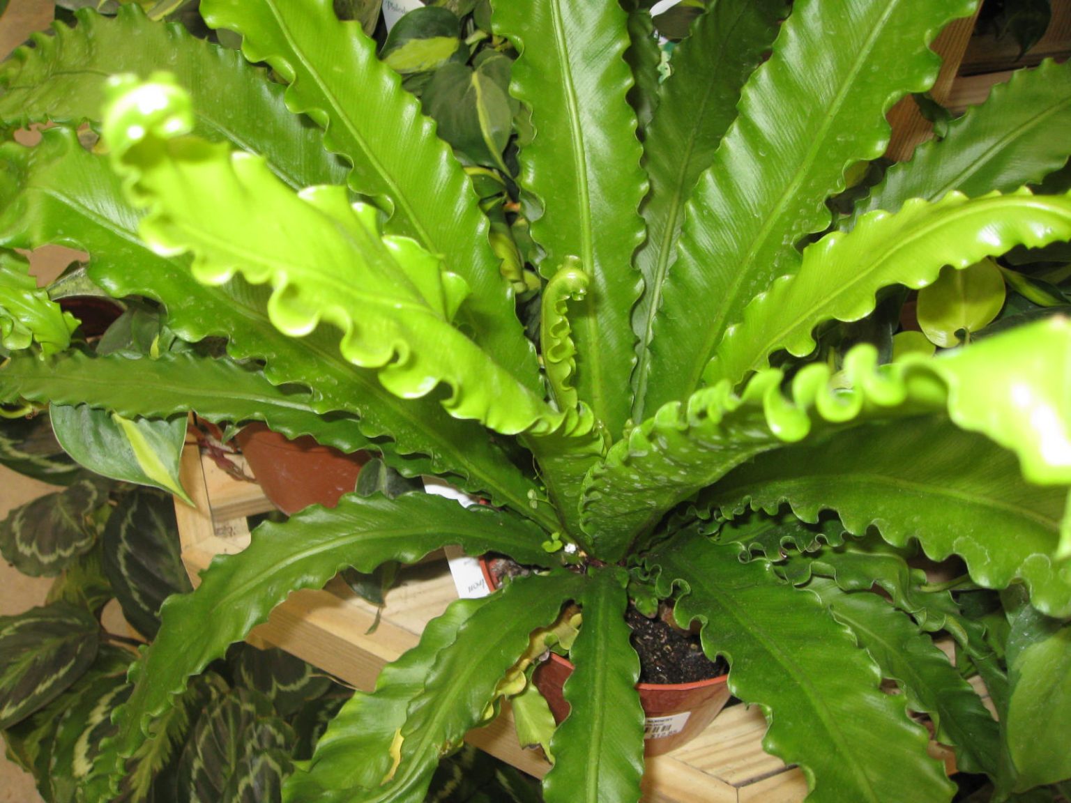 Care Guide for Asplenium: The Essential Tips for Growing a Beautiful Fern