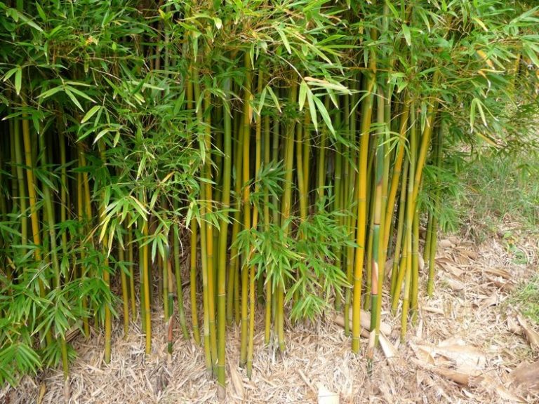 Bambusa: Growing and Caring for Your Indoor Bamboo