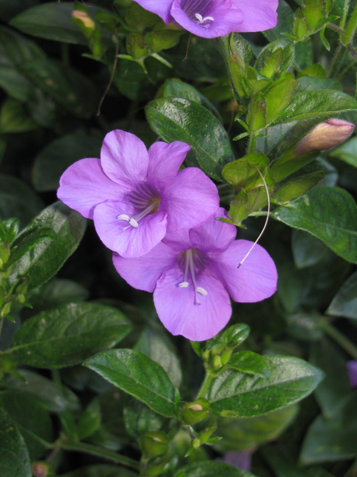 Barleria: A Guide to Cultivating the Captivating Shrub from the ...