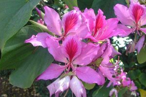 Bauhinia Care Guide: Growing the Exotic Orchid Tree